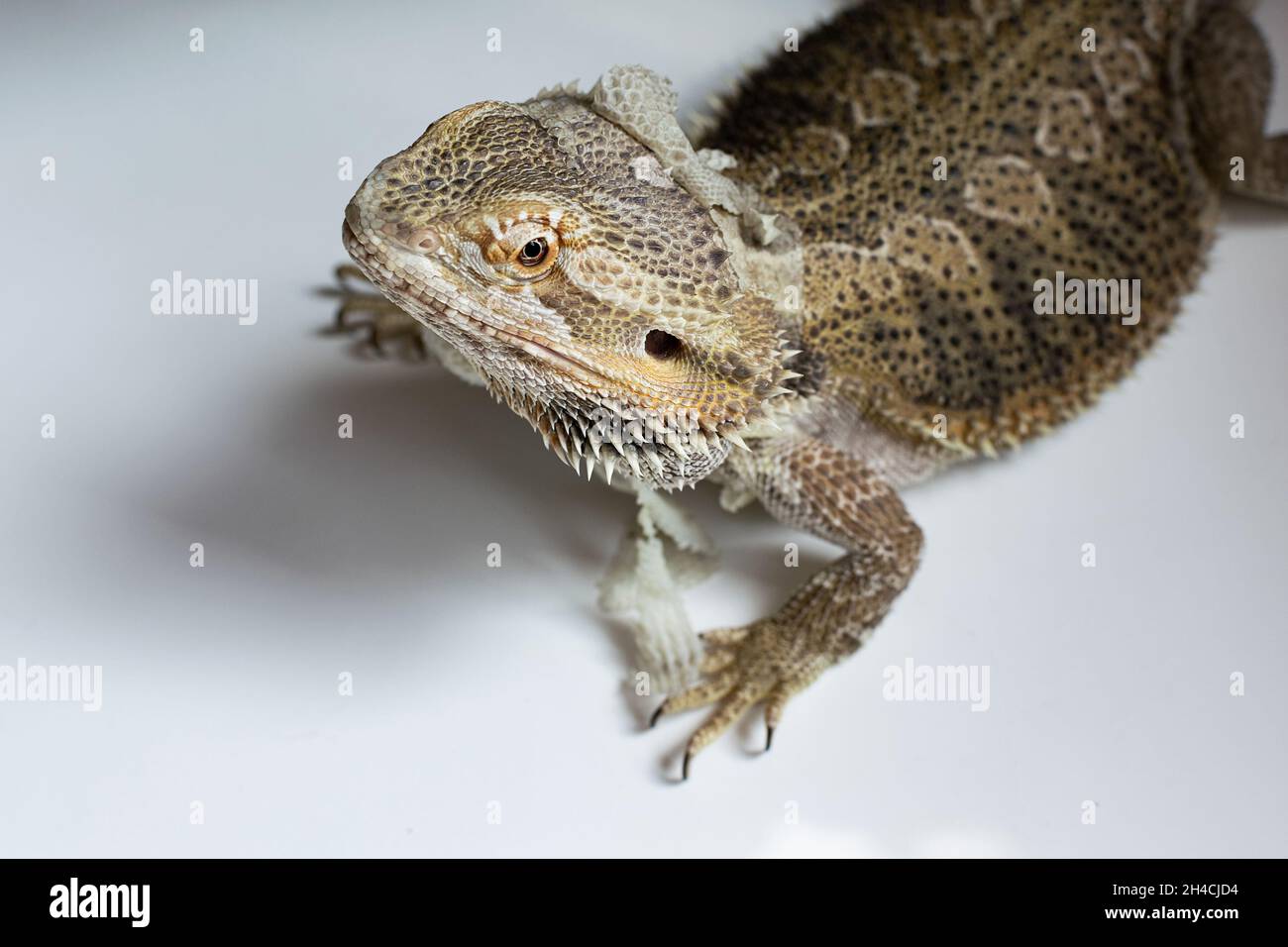 Eastern bearded dragon, a lizard with a beard and spines. Lizard ...