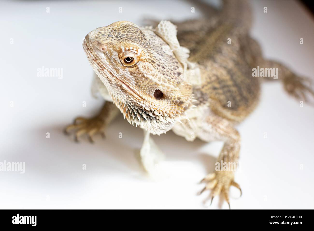 Eastern bearded dragon, a lizard with a beard and spines. Lizard ...