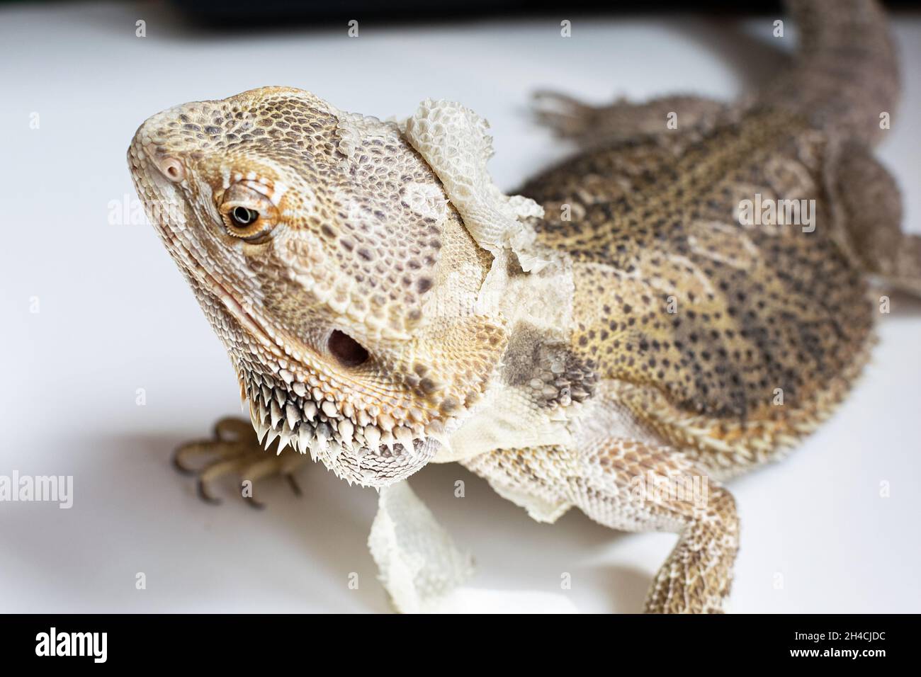 Eastern bearded dragon, a lizard with a beard and spines. Lizard ...