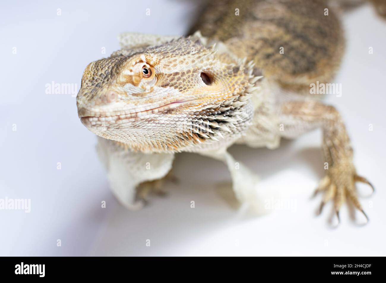 Eastern bearded dragon, a lizard with a beard and spines. Lizard ...