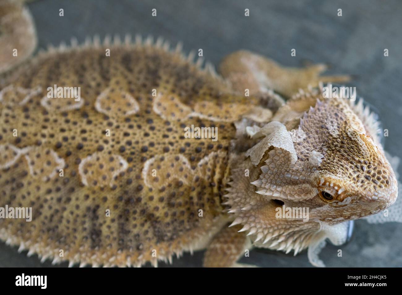 Eastern bearded dragon, a lizard with a beard and spines. Lizard ...