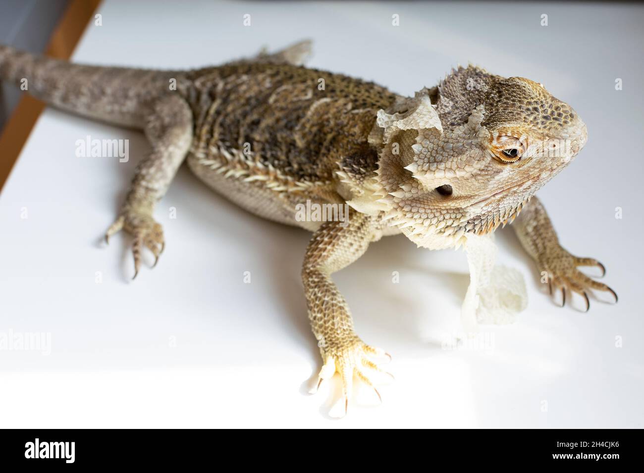 Eastern bearded dragon, a lizard with a beard and spines. Lizard ...