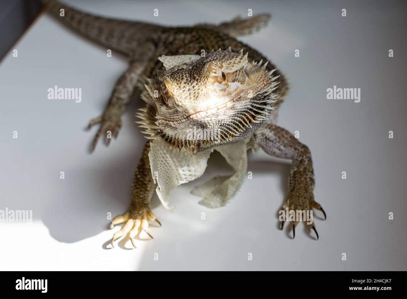 Eastern bearded dragon, a lizard with a beard and spines. Lizard ...