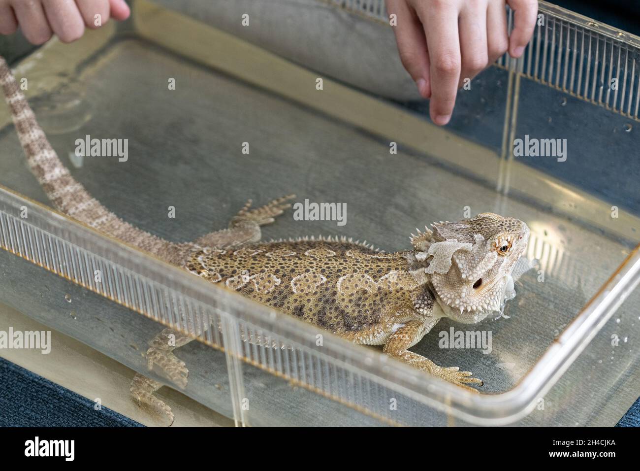 Eastern bearded dragon, a lizard with a beard and spines. Lizard ...