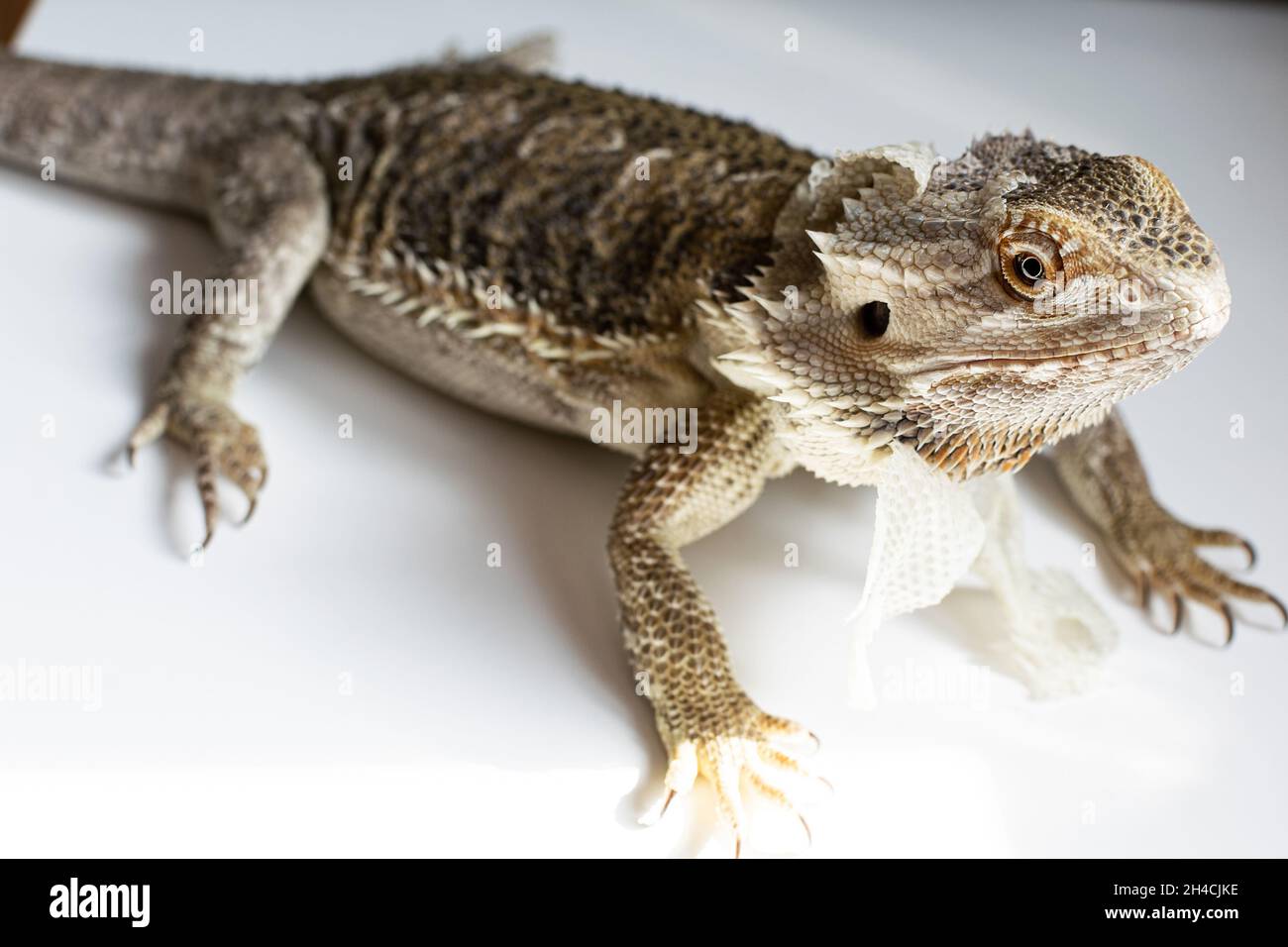 Eastern bearded dragon, a lizard with a beard and spines. Lizard ...