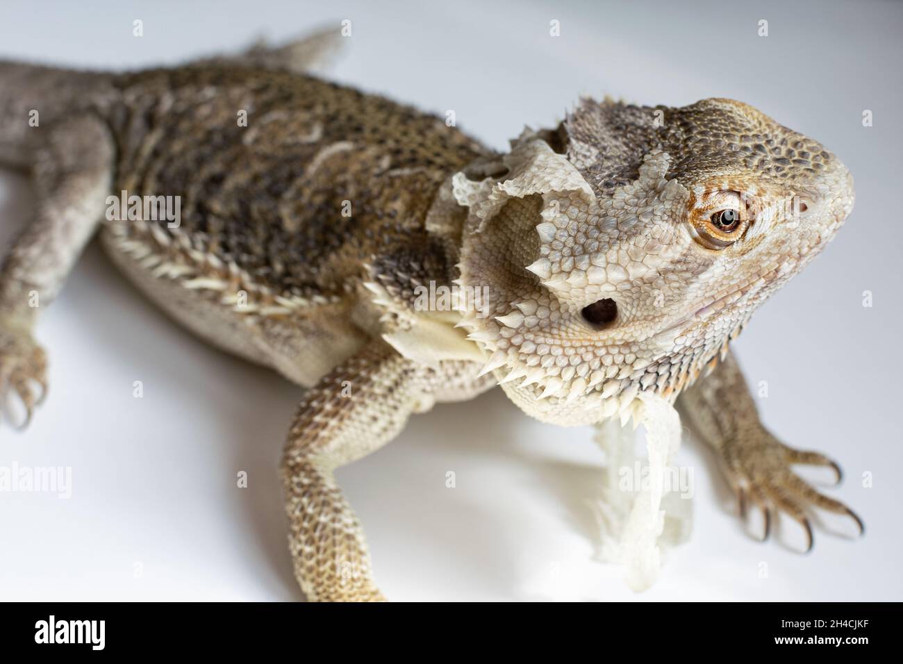 Eastern bearded dragon, a lizard with a beard and spines. Lizard ...