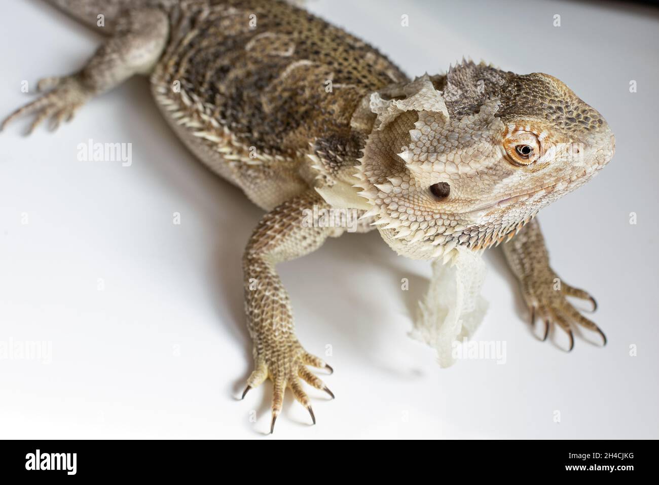 Eastern bearded dragon, a lizard with a beard and spines. Lizard ...