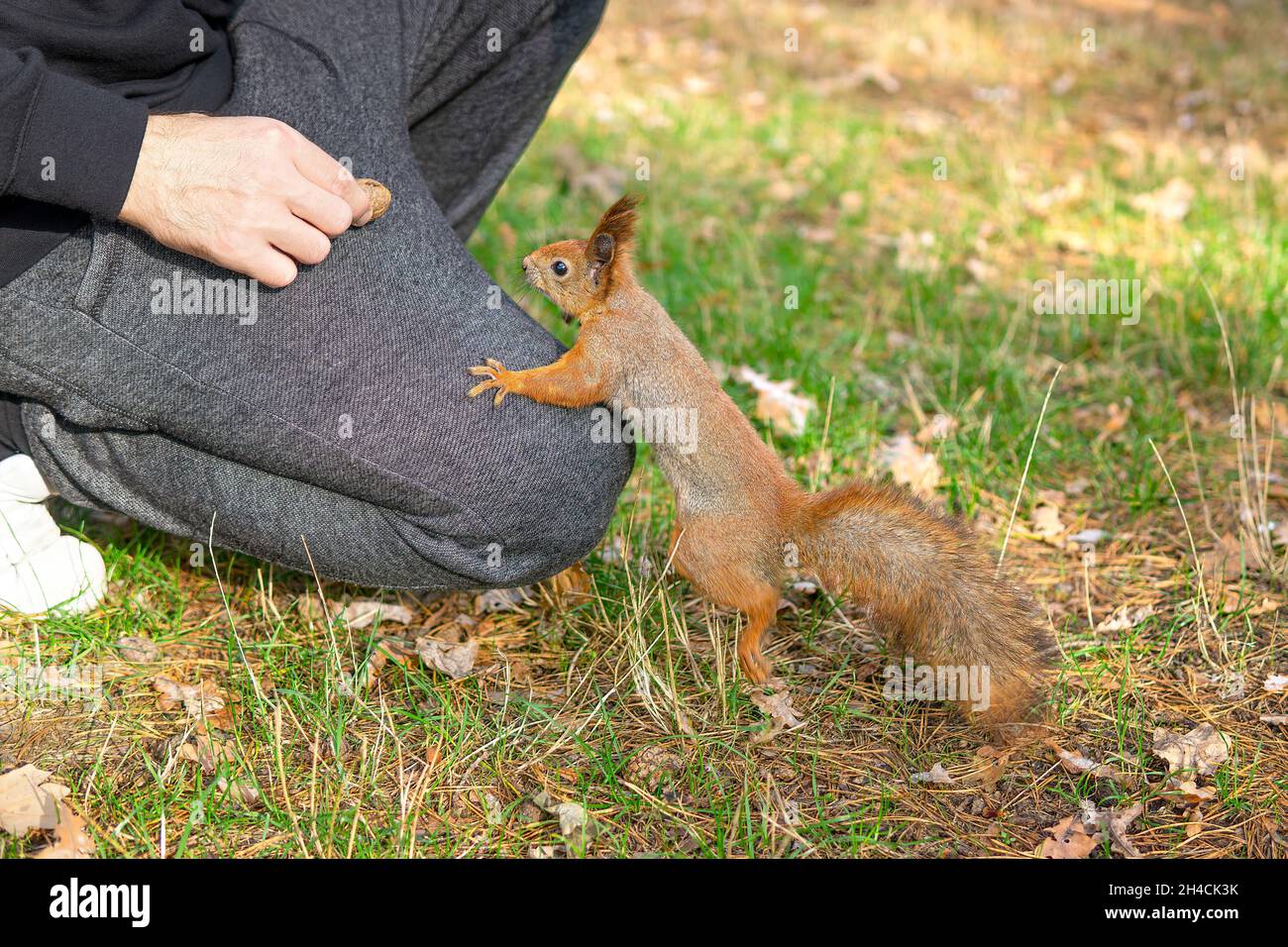 Hand knee man hi-res stock photography and images - Alamy