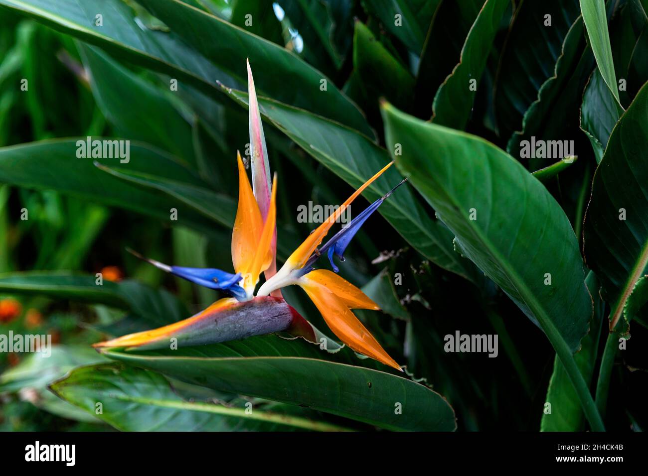 Strelitzia reginae bird paradise species hi-res stock photography and ...