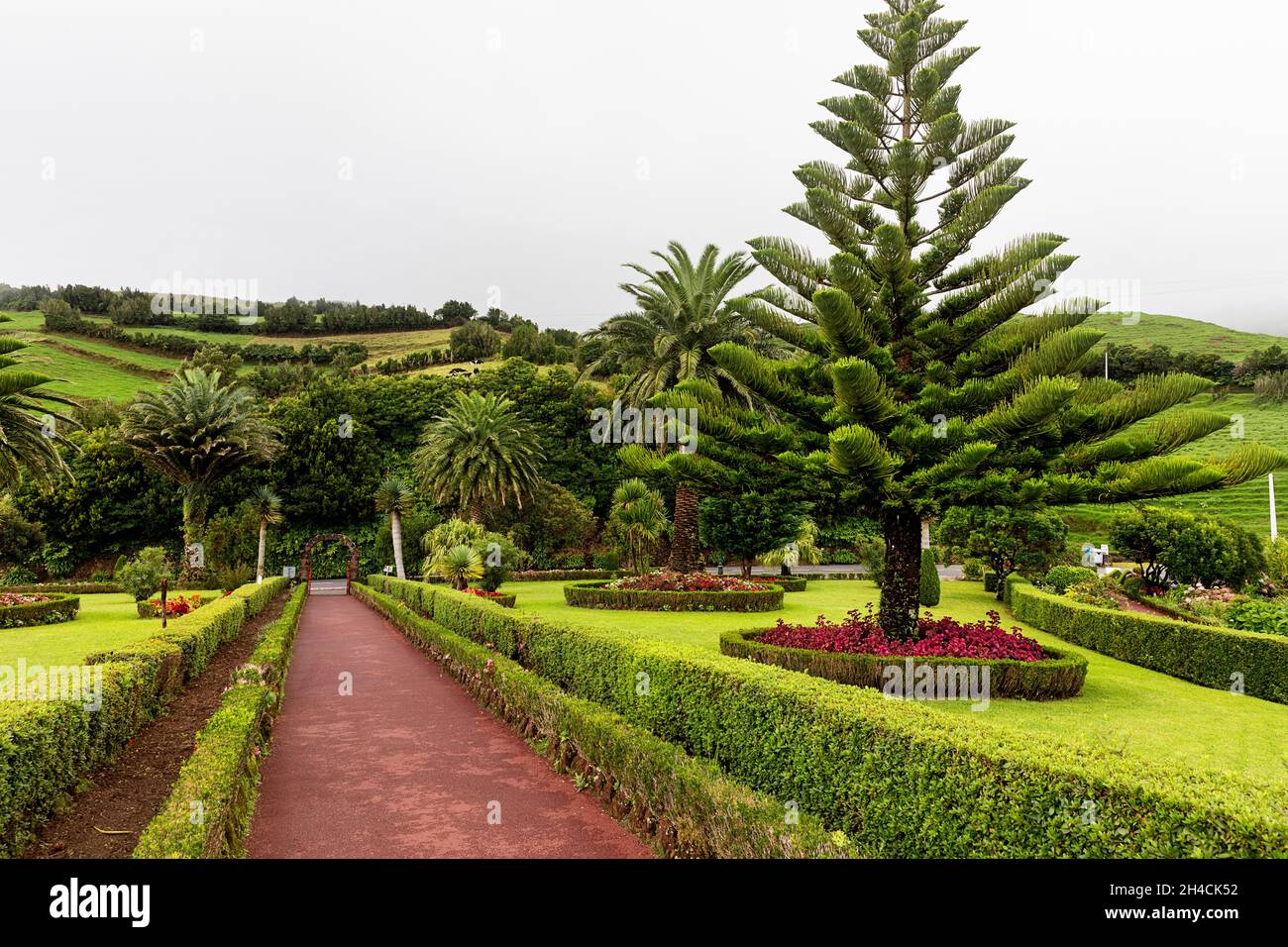 Beautiful araucaria tree in a garden on the Miradouro da Ponta do ...