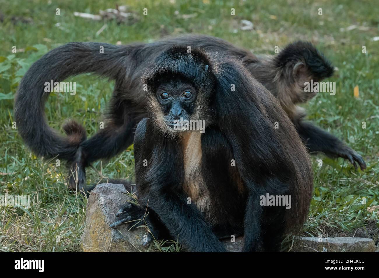 Selective focus shot of a Tufted capuchin primate in the zoo Stock ...