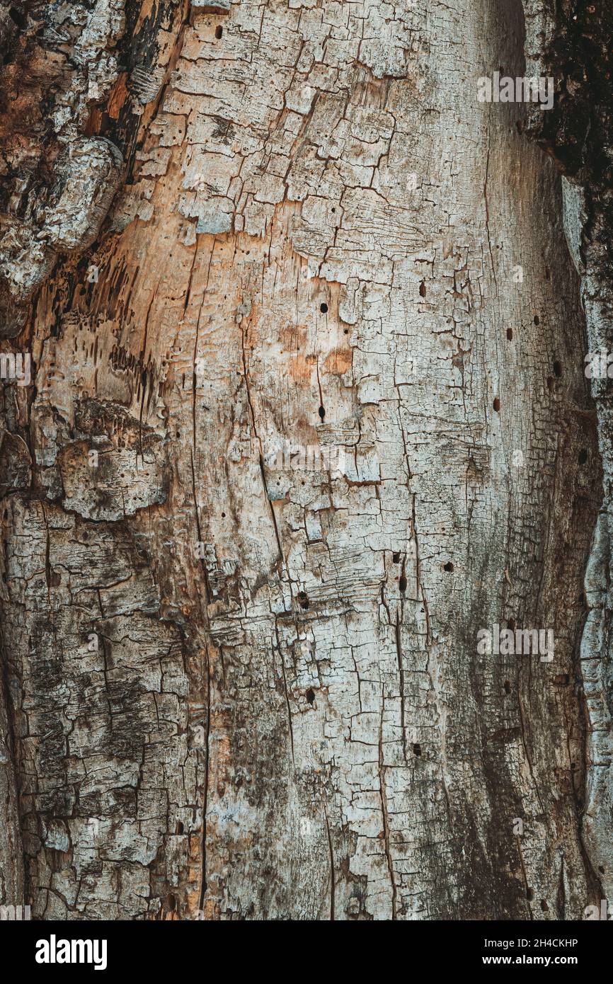 Old tree bark rough texture as natural background, the surface of wooden trunk crust Stock Photo ...