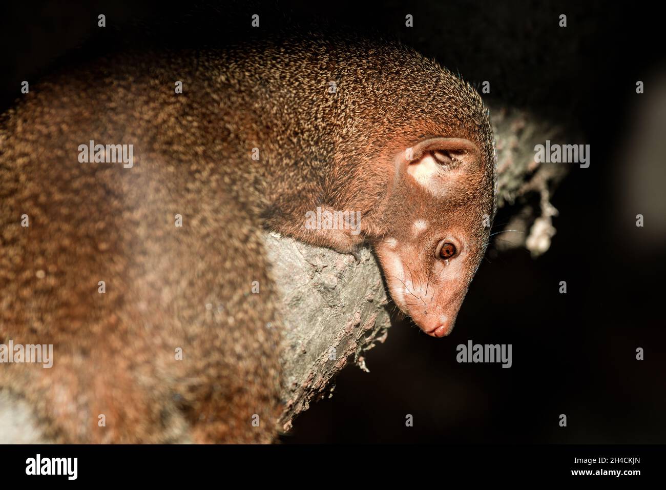 Mungos gambianus hi-res stock photography and images - Alamy