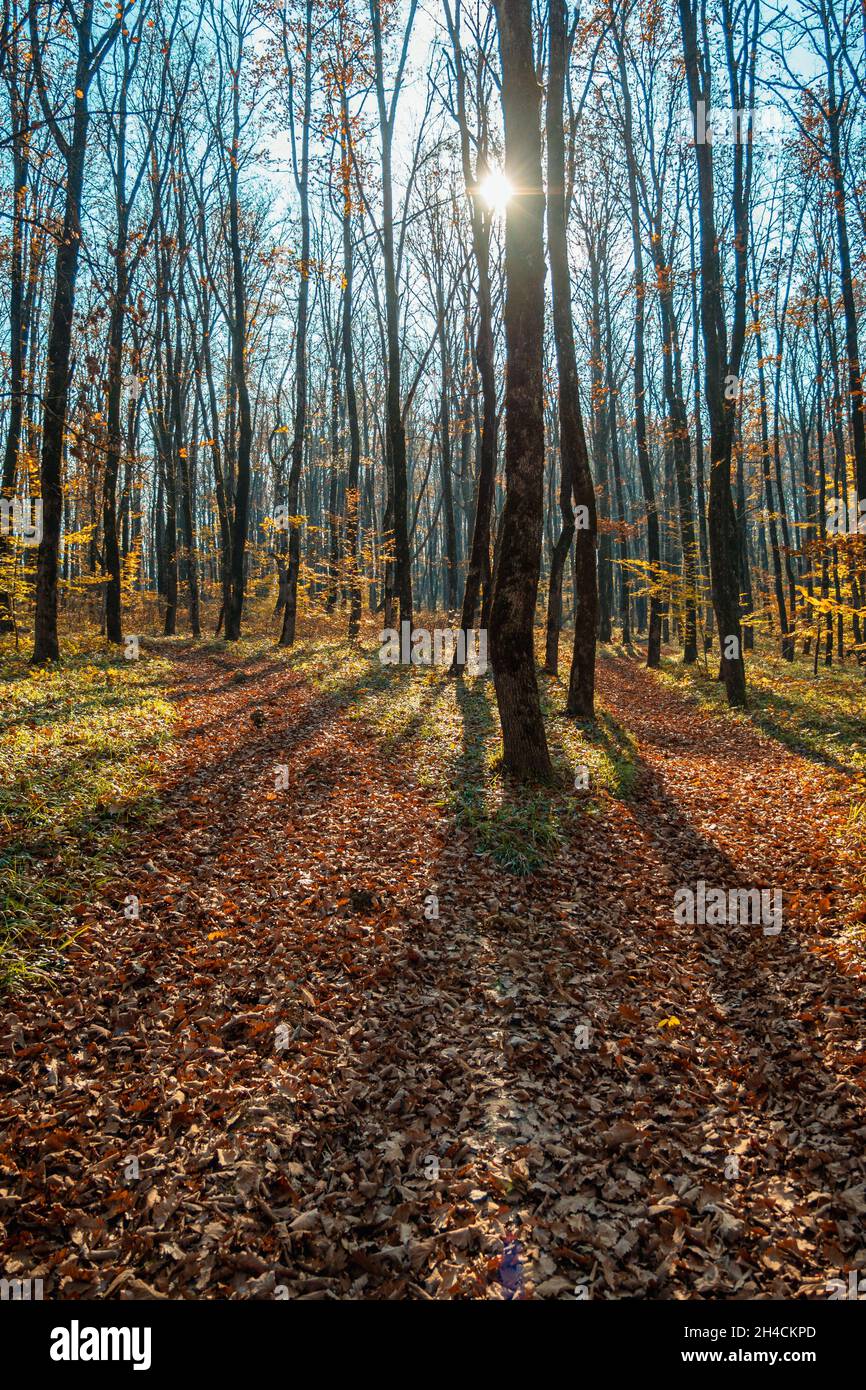 Autumn Forest. Long shadows from the trees, green grass and fallen ...
