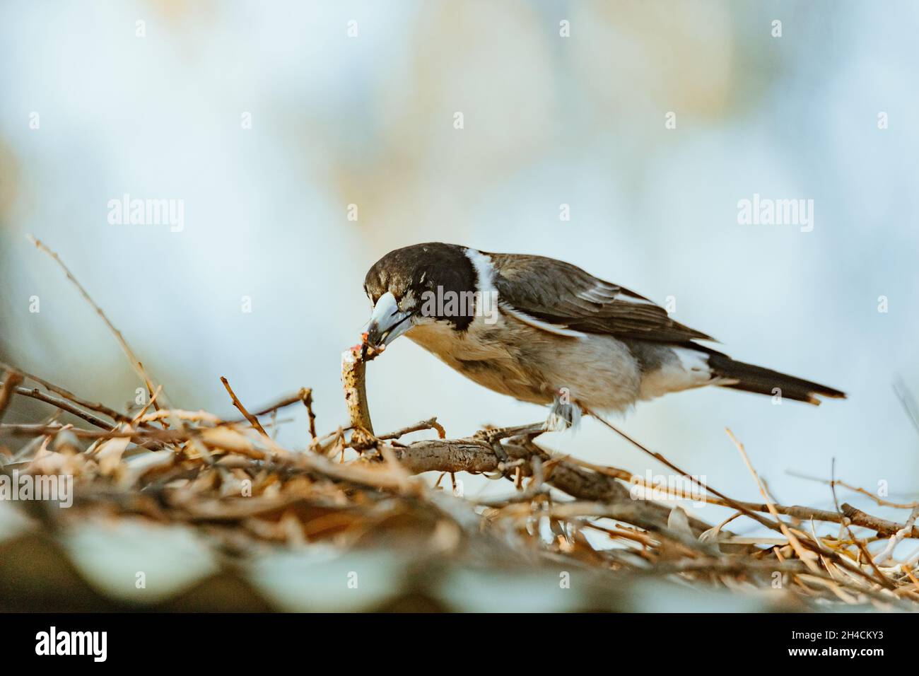 Butcherbird eating hi-res stock photography and images - Alamy