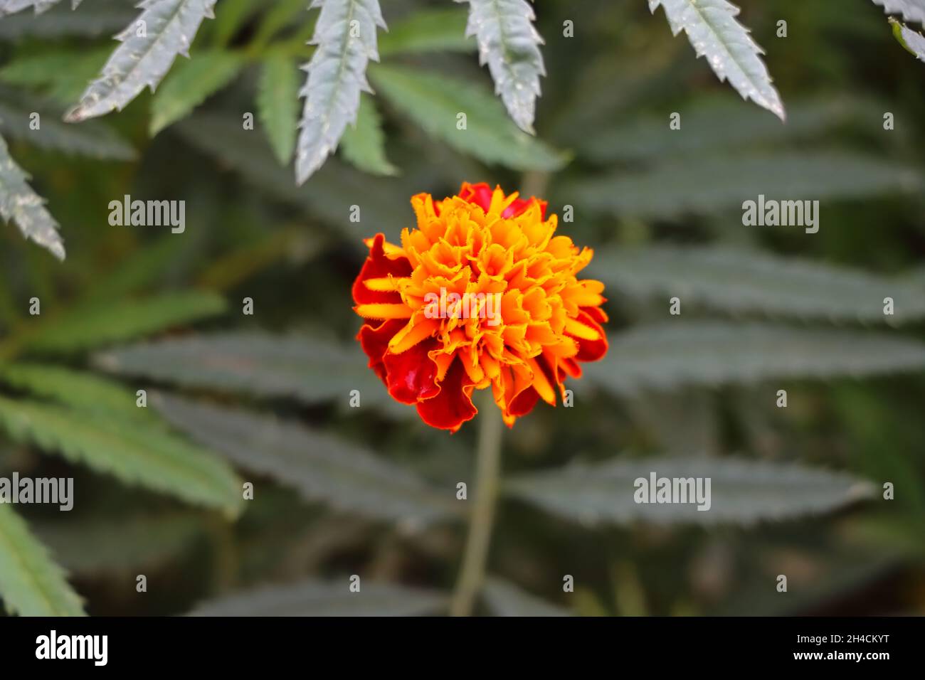 Closeup shot of a beautiful marigold in a botanical garden Stock Photo ...
