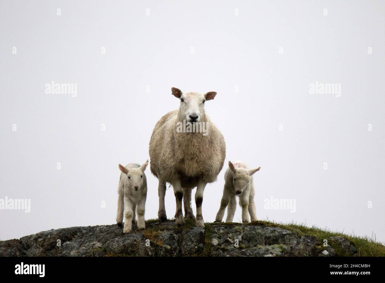 Adult sheep hi-res stock photography and images - Alamy