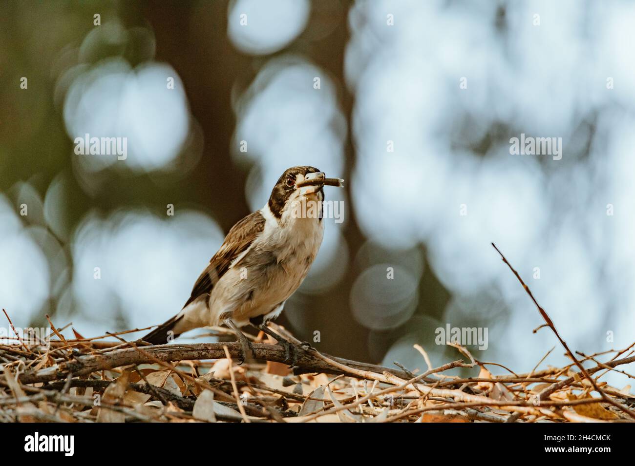 Grey Butcherbird eating a lizard Stock Photo - Alamy