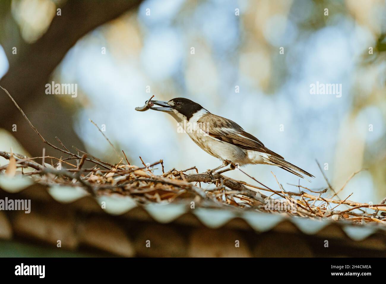 Black bird eating baby lizard hi-res stock photography and images - Alamy