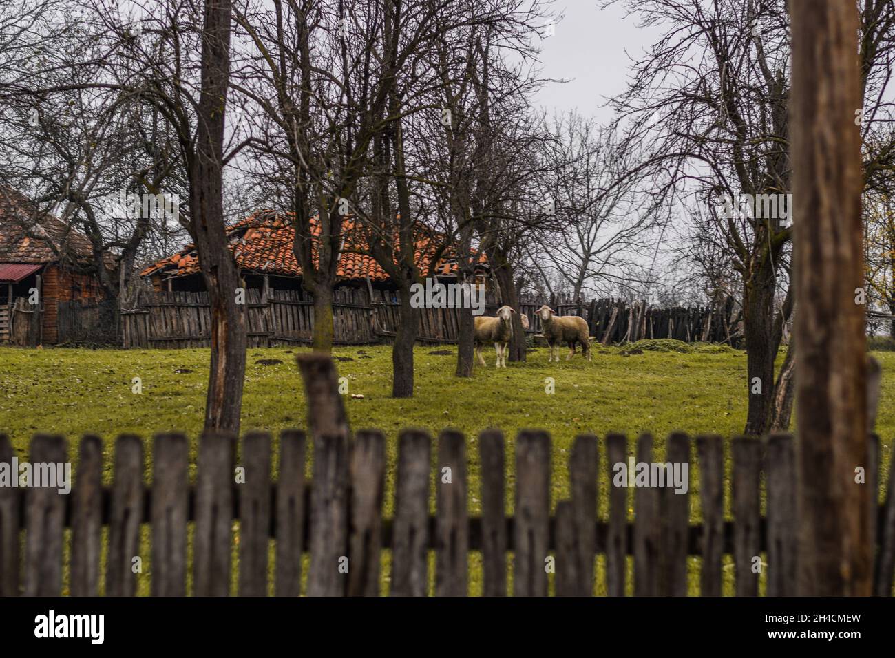 Sheep grazing in a Serbian village Stock Photo - Alamy