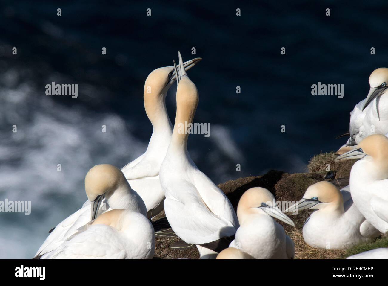 Northern gannet (Morus bassanus Stock Photo - Alamy