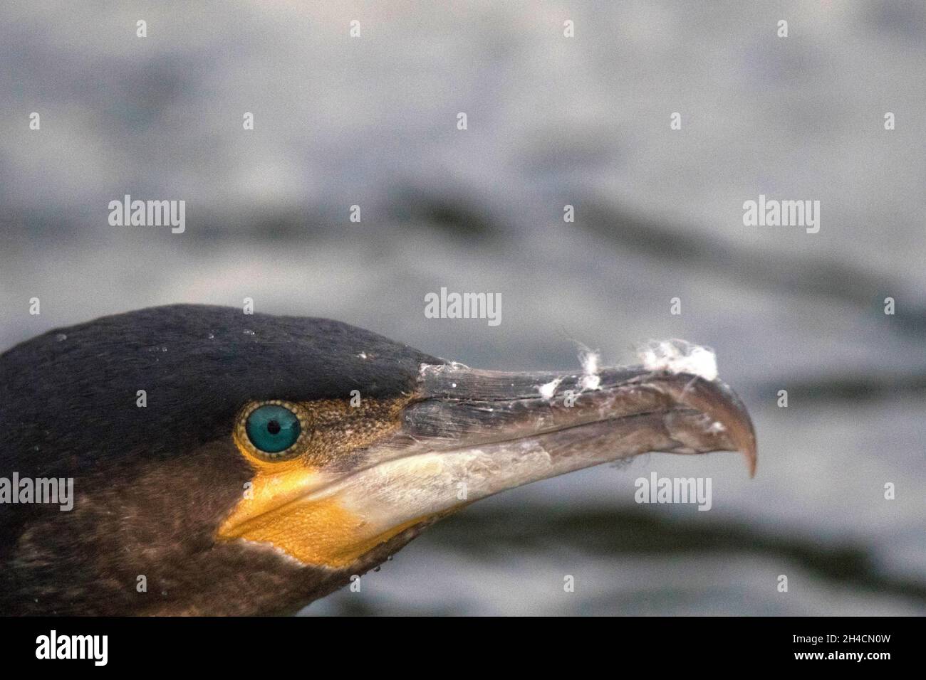 Scotland cormorant hi-res stock photography and images - Alamy