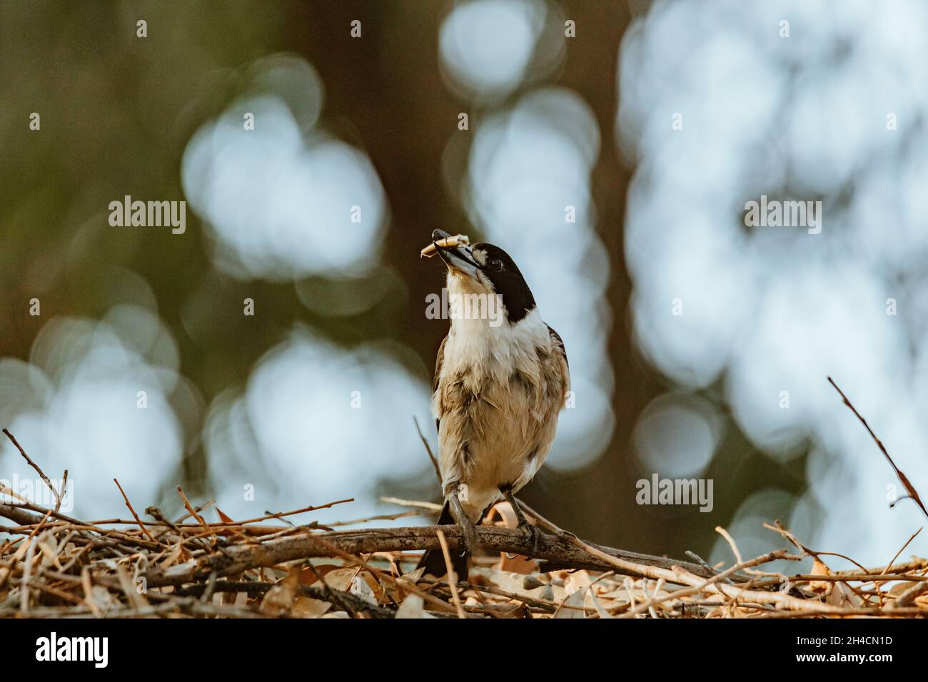 Black bird eating baby lizard hi-res stock photography and images - Alamy