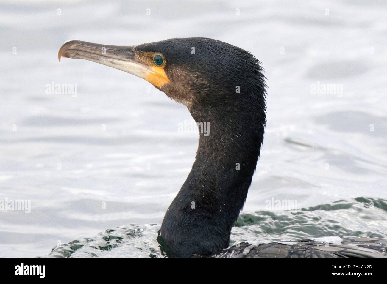 Great cormorant (Phalacrocorax carbo Stock Photo - Alamy