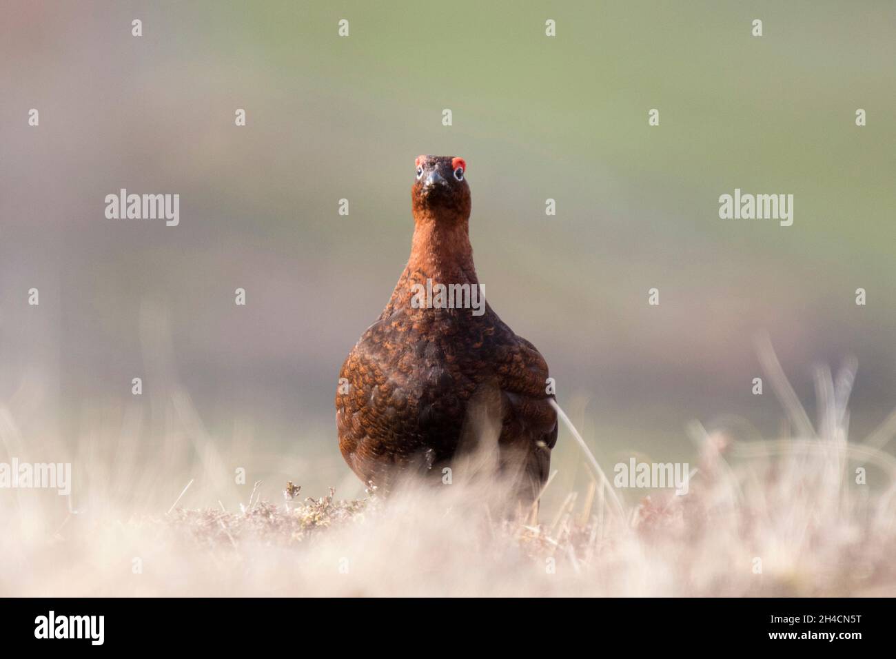 Highland grouse moors hi-res stock photography and images - Alamy