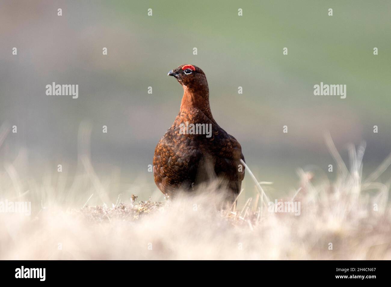 Highland grouse moors hi-res stock photography and images - Alamy