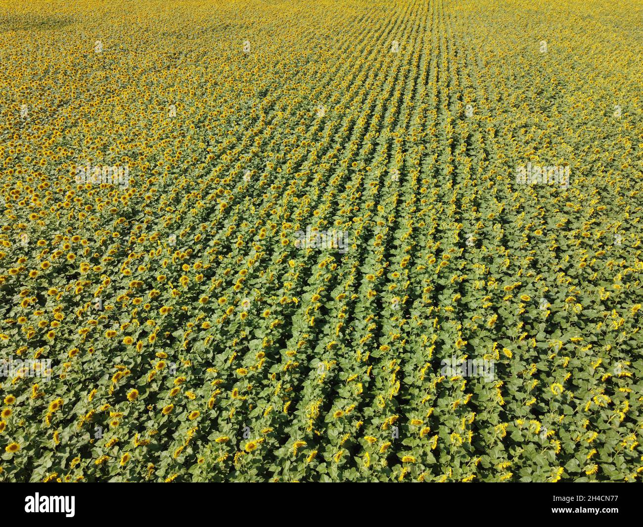 Sunflower field on a summer day, aerial view Stock Photo - Alamy