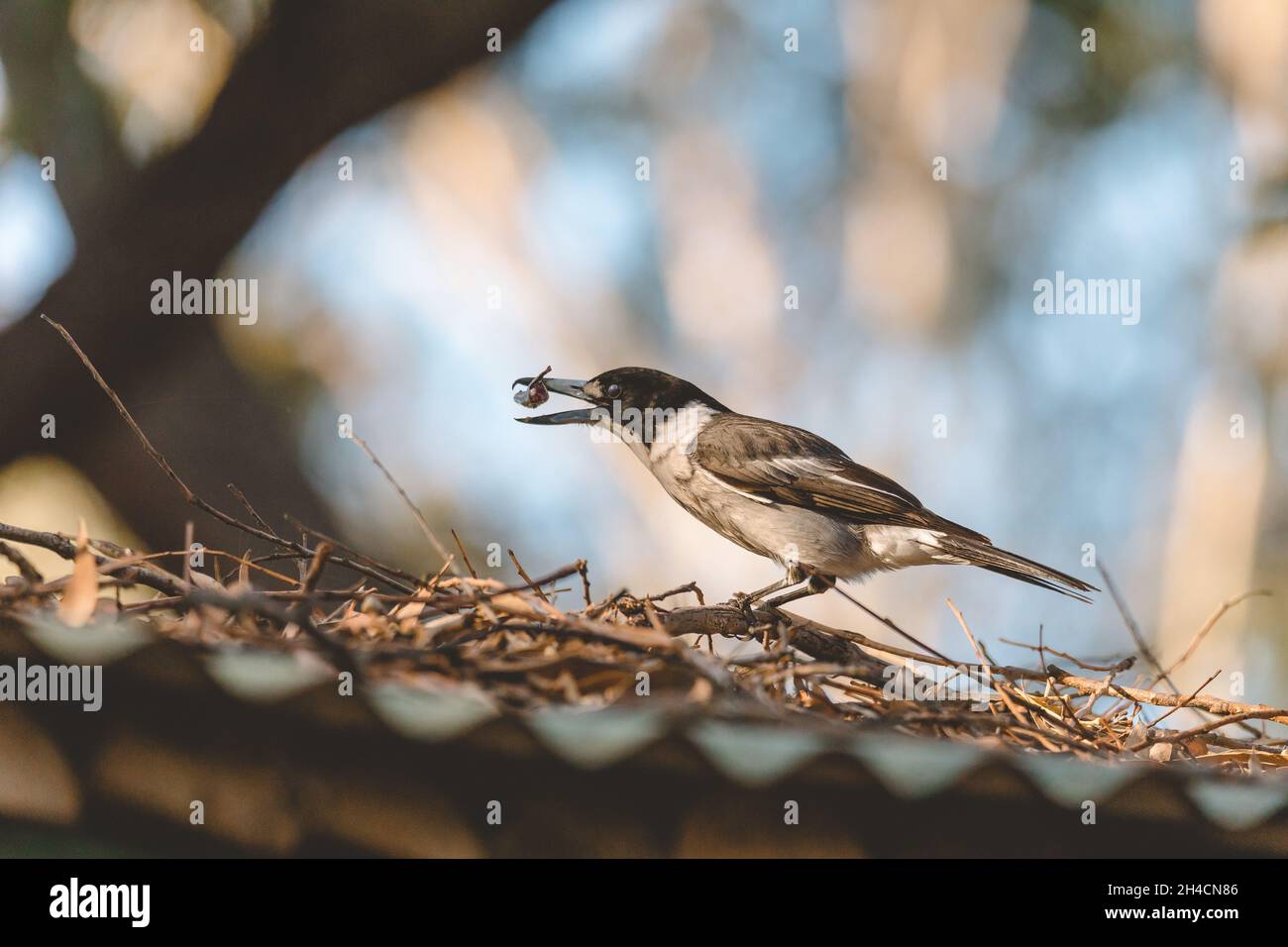 Black bird eating baby lizard hi-res stock photography and images - Alamy