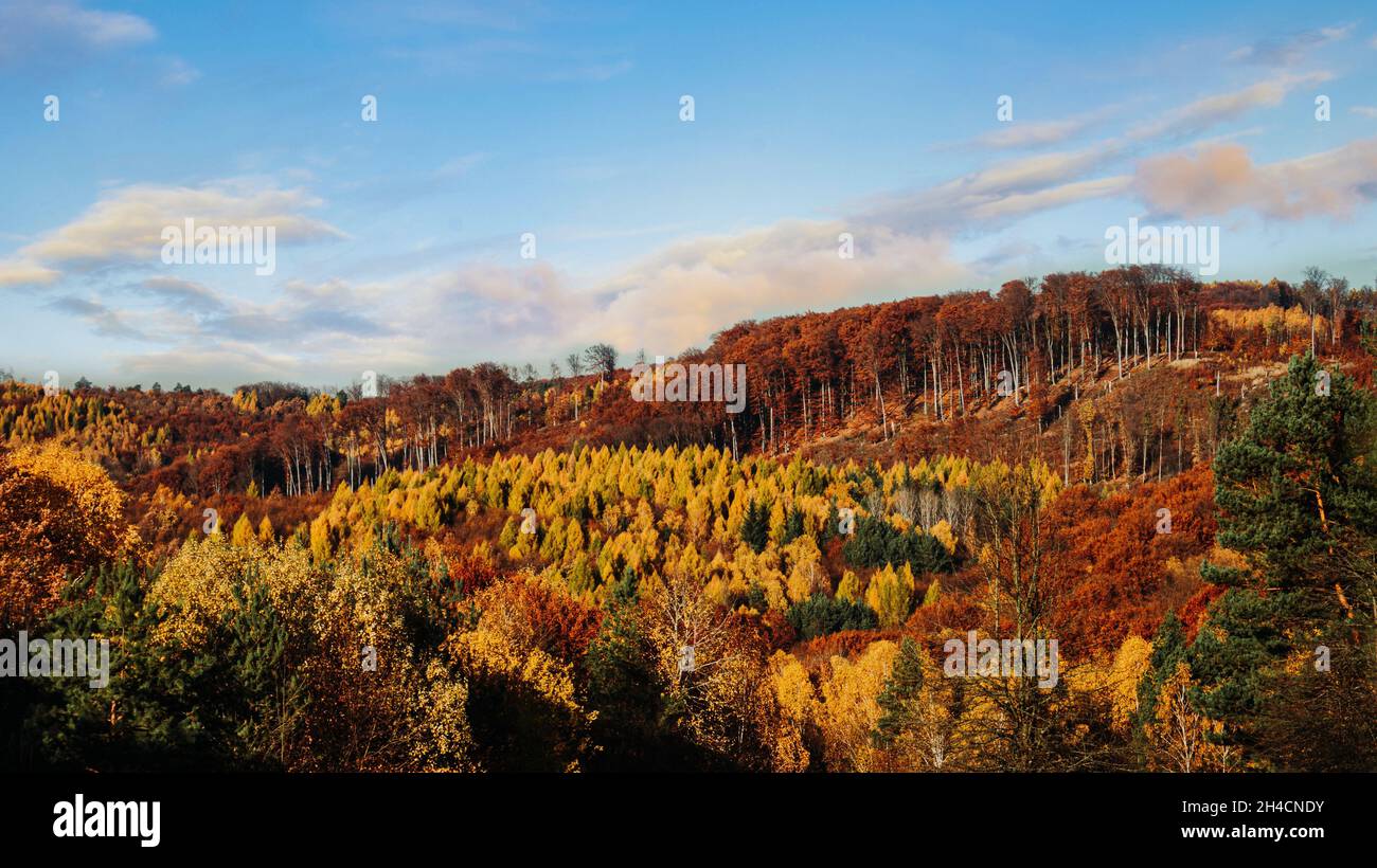Beautiful view of the forest hi-res stock photography and images - Alamy