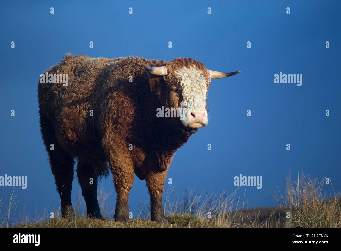 Funny highland cow hi-res stock photography and images - Alamy