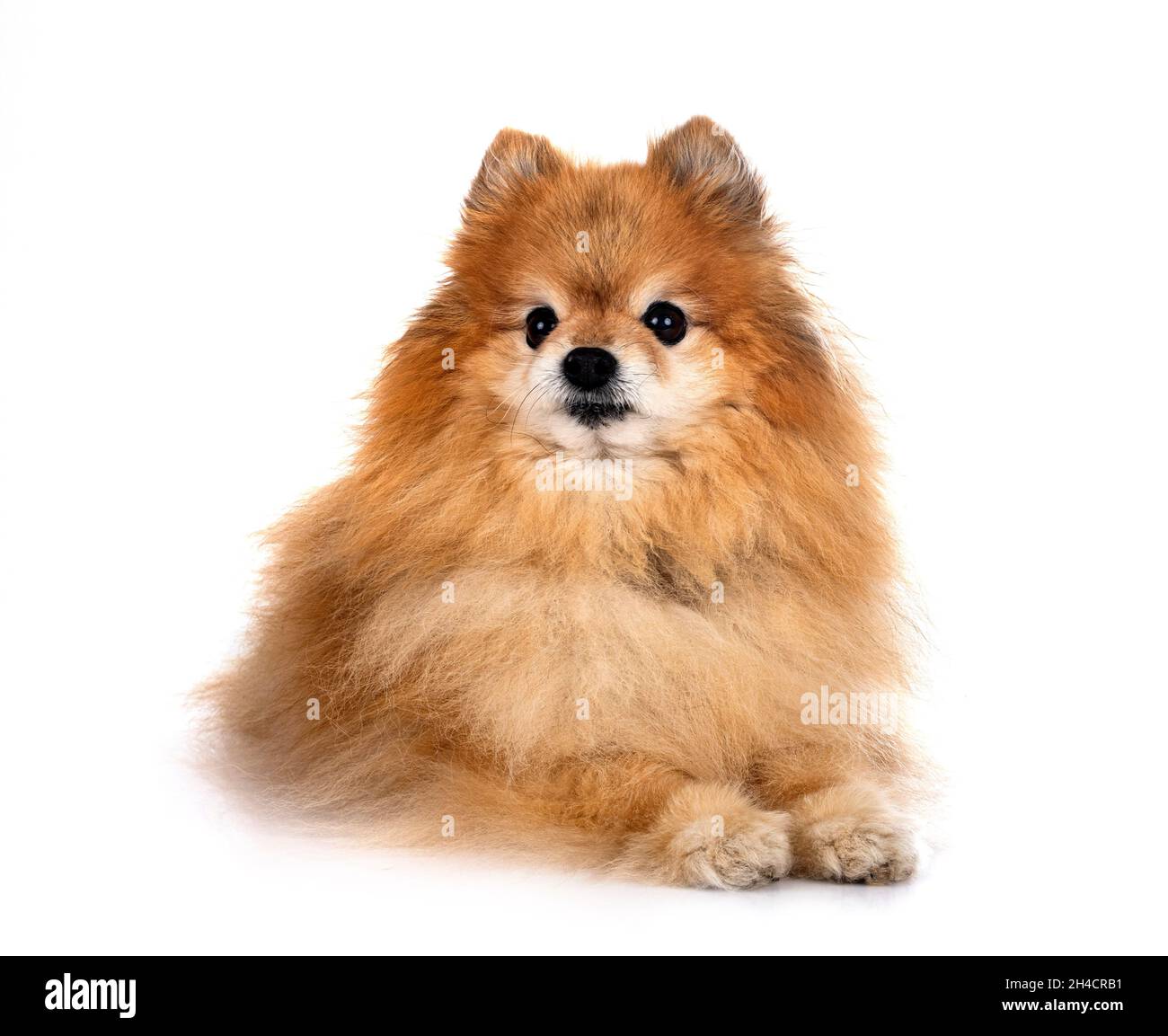 brown pomeranian in front of white background Stock Photo - Alamy