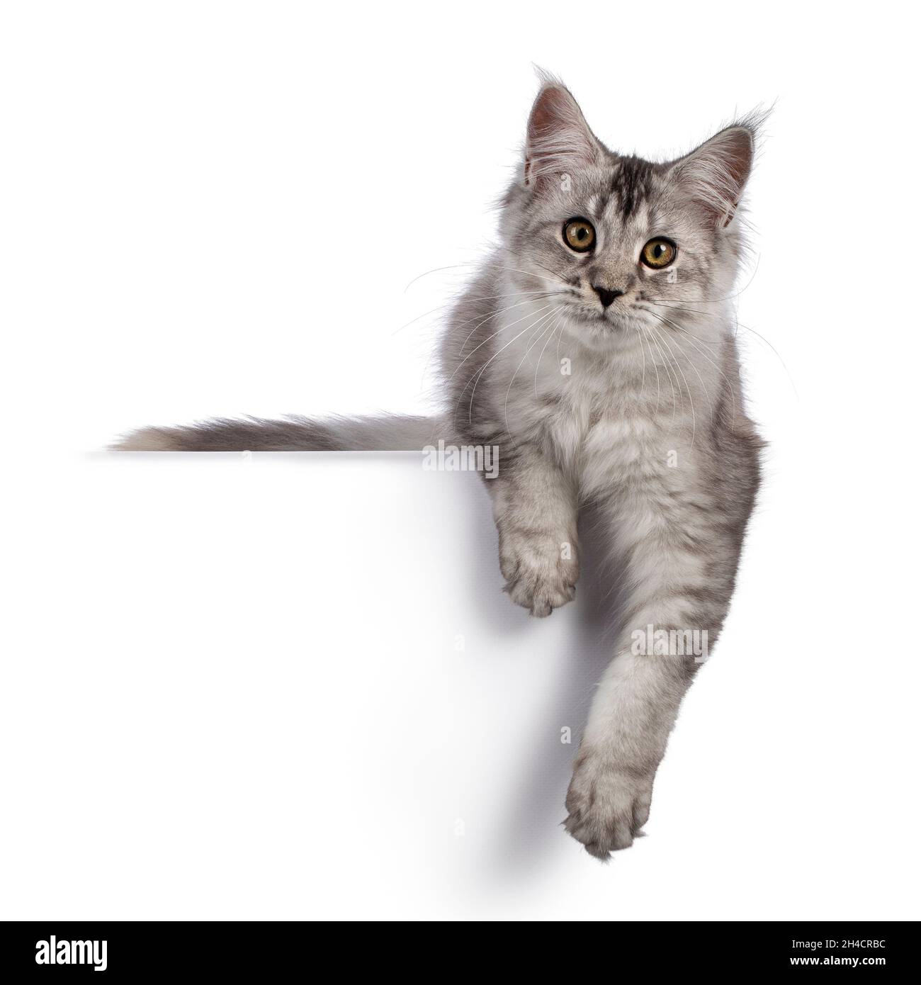 Cute Maine Coon cat kitten, laying down facing front with paws hanging ...