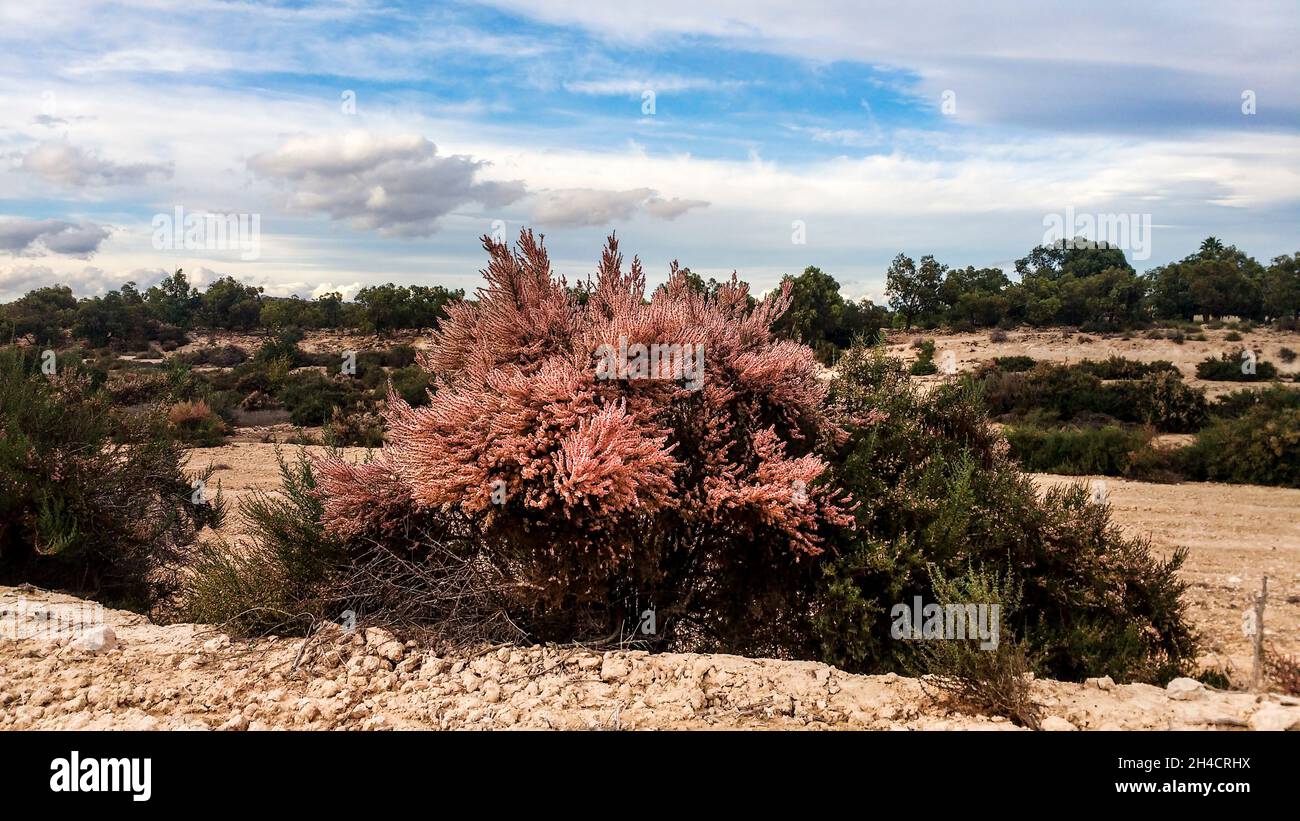 Countryside landscape with native bushes and eucalyptus trees in ...