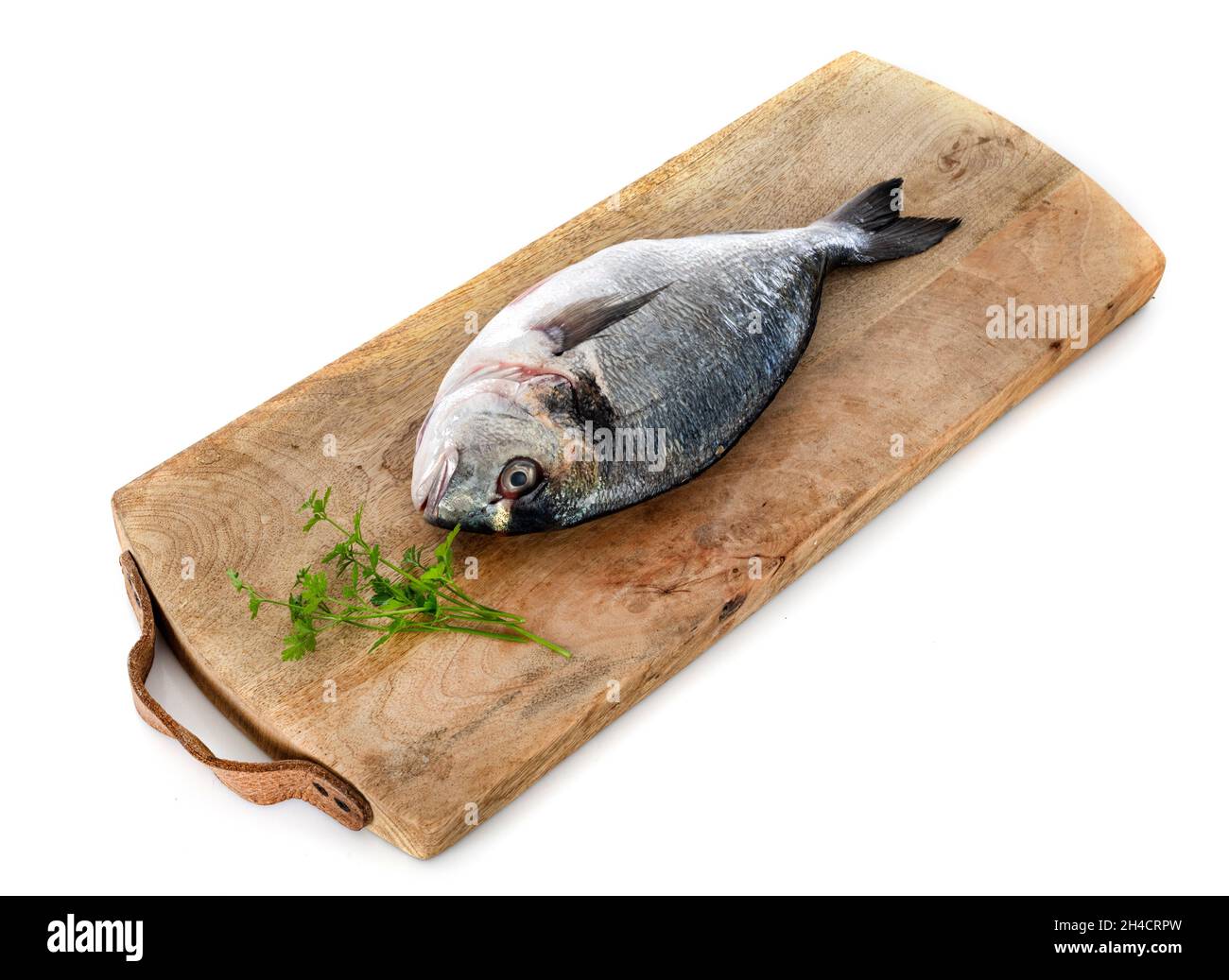 Gilt-head bream in front of white background Stock Photo - Alamy
