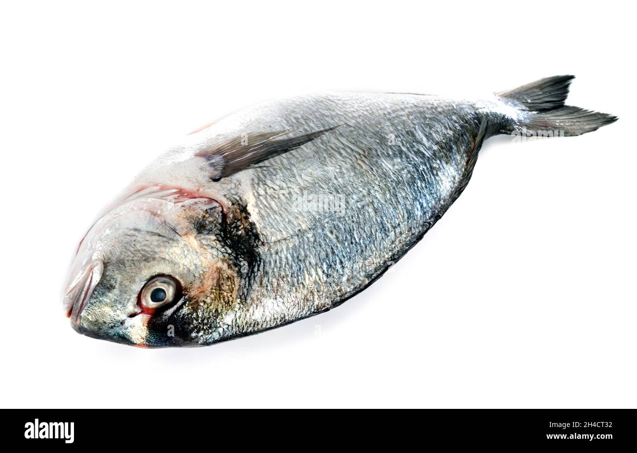 Gilt-head bream in front of white background Stock Photo - Alamy