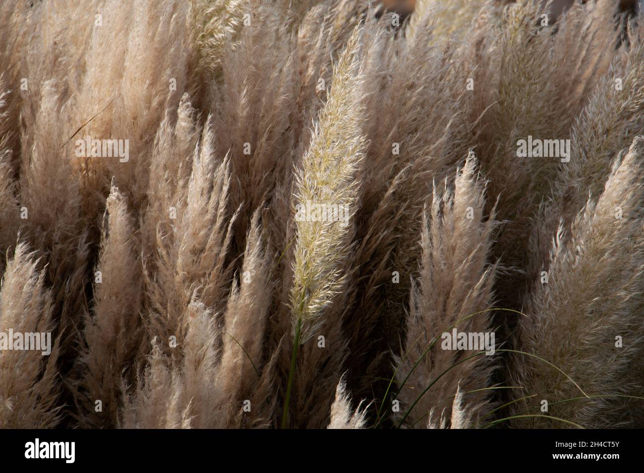 Yellow feathery leaves hi-res stock photography and images - Alamy