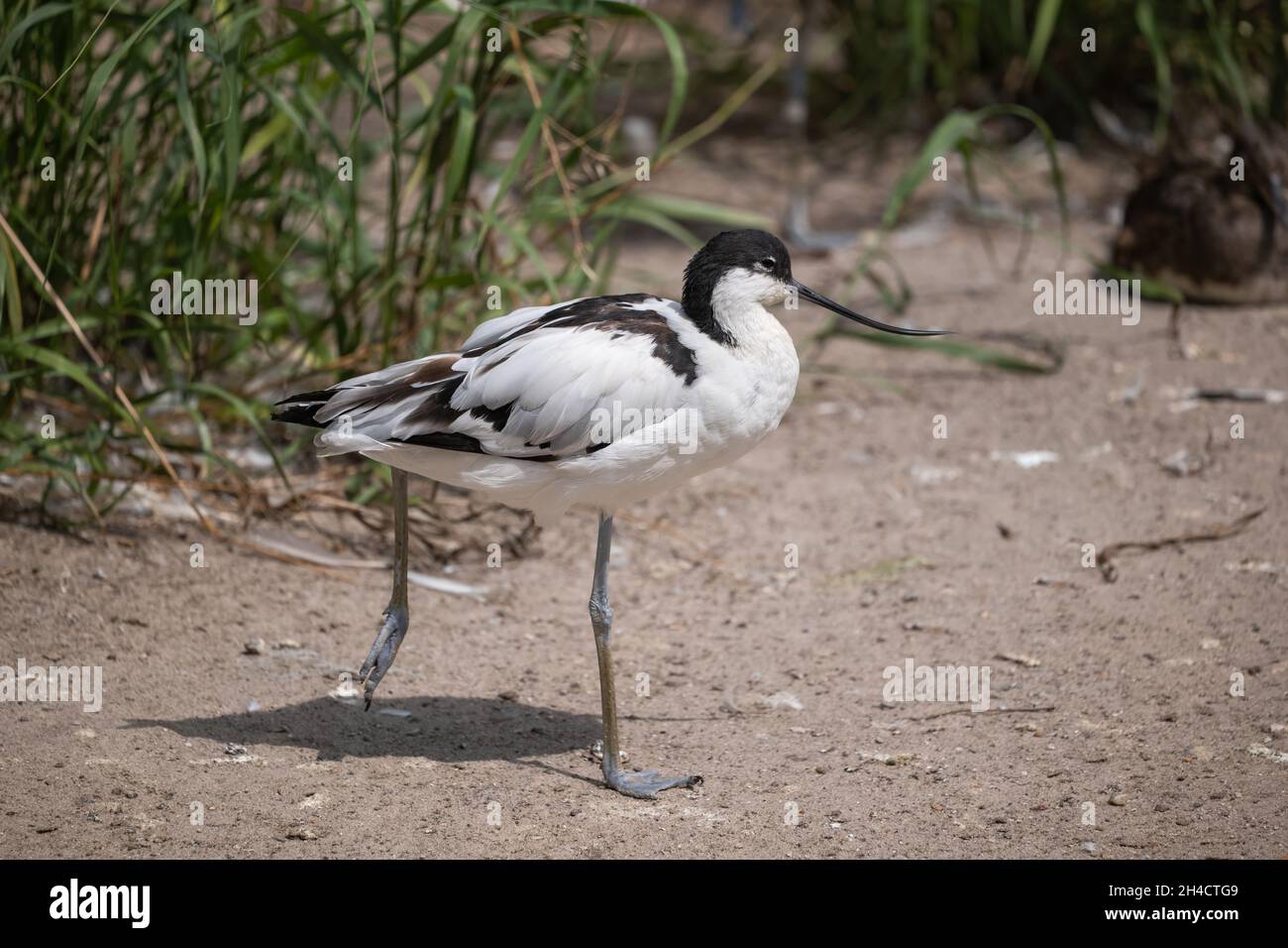 Pied Avocet (Recurvirostra avosetta) black and white wader, bird in the ...
