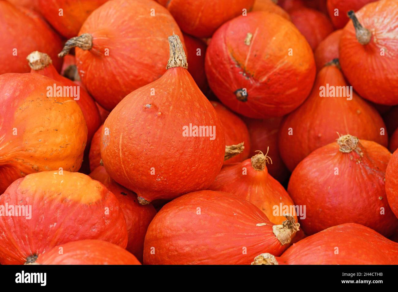 Red Kuri Hokkaido squash in pile of pumpkins Stock Photo - Alamy