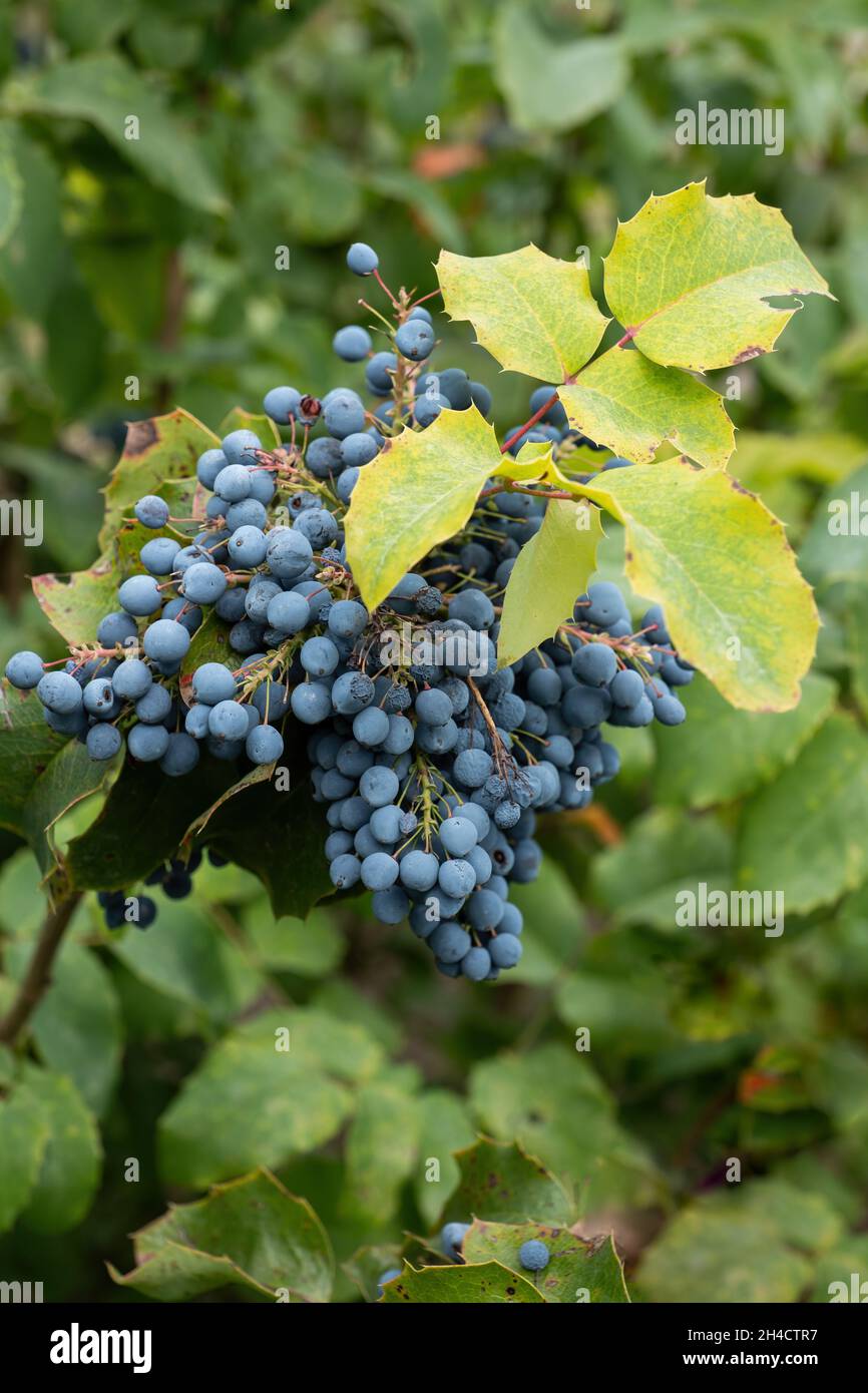 Berberidaceae hi-res stock photography and images - Alamy