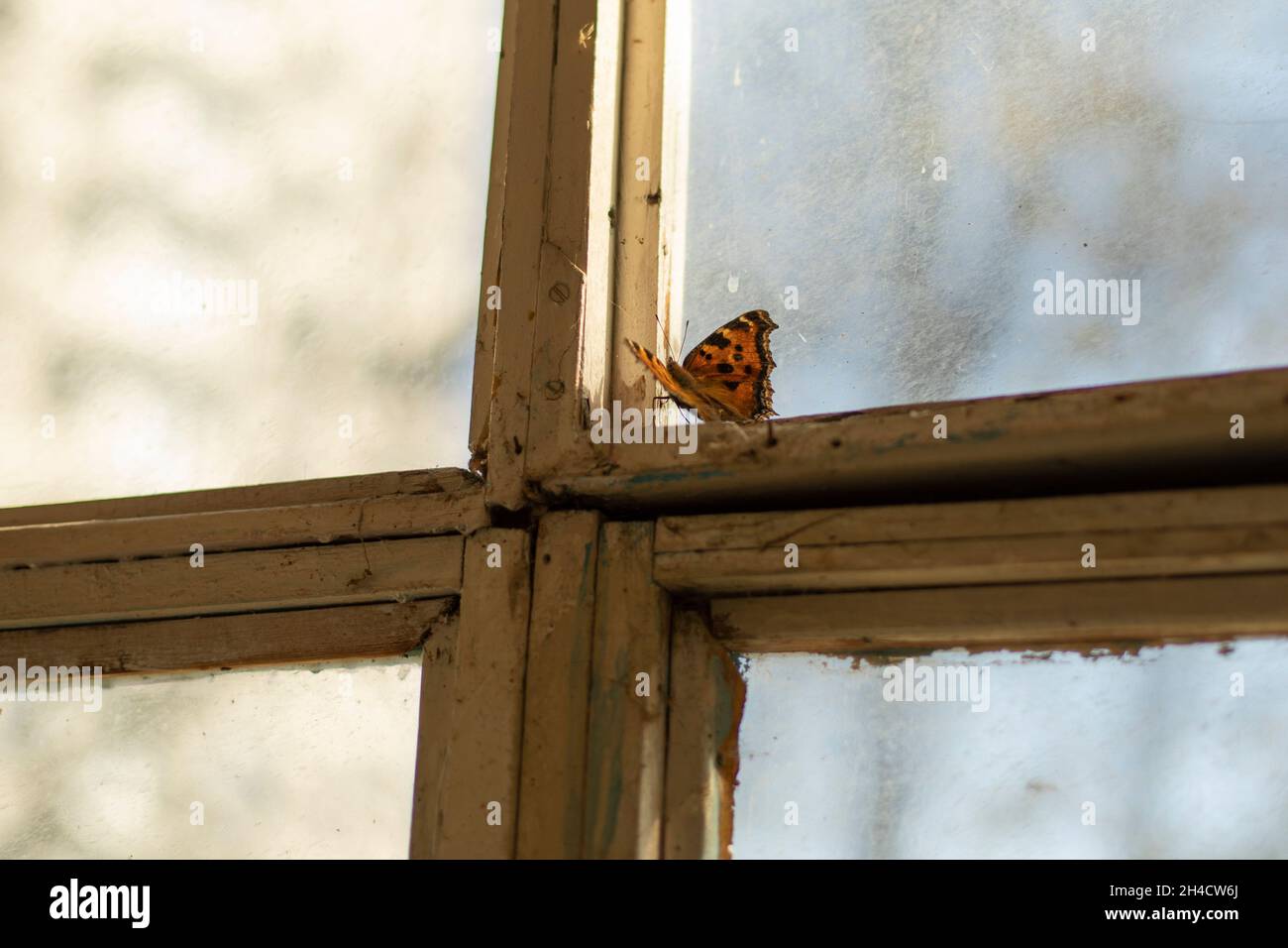 A butterfly on the window. Butterfly in autumn near the glass. The ...