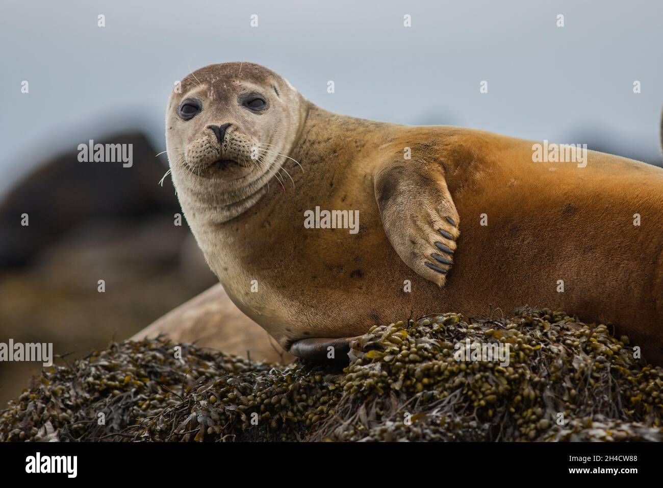 Phoca vitulina underwater hi-res stock photography and images - Alamy