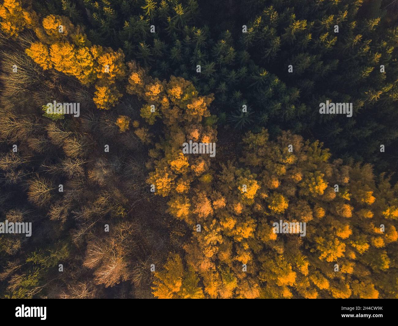 Larch Forest in Autumn. Aerial Top-Down View Stock Photo - Alamy