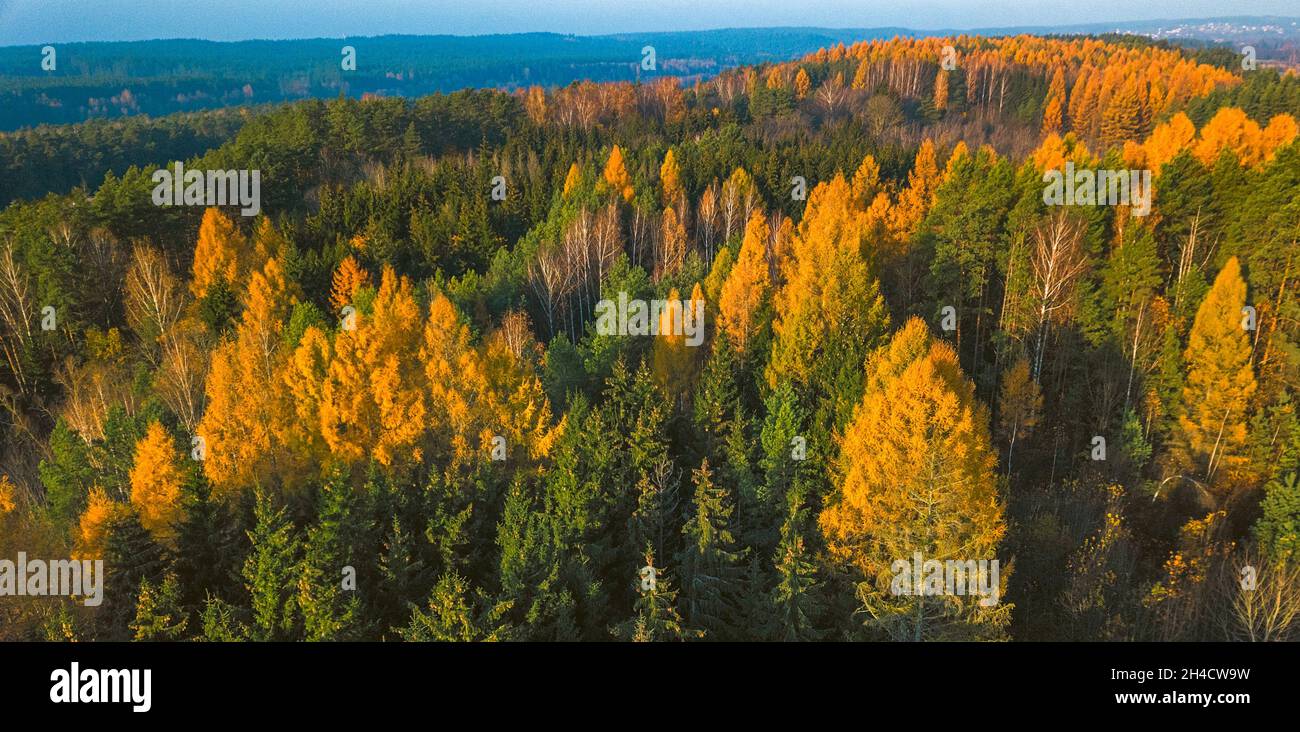 Larch Forest in Autumn. Aerial Top-Down View Stock Photo - Alamy