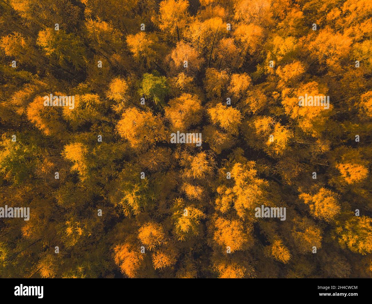 Larch Forest in Autumn. Aerial Top-Down View Stock Photo - Alamy