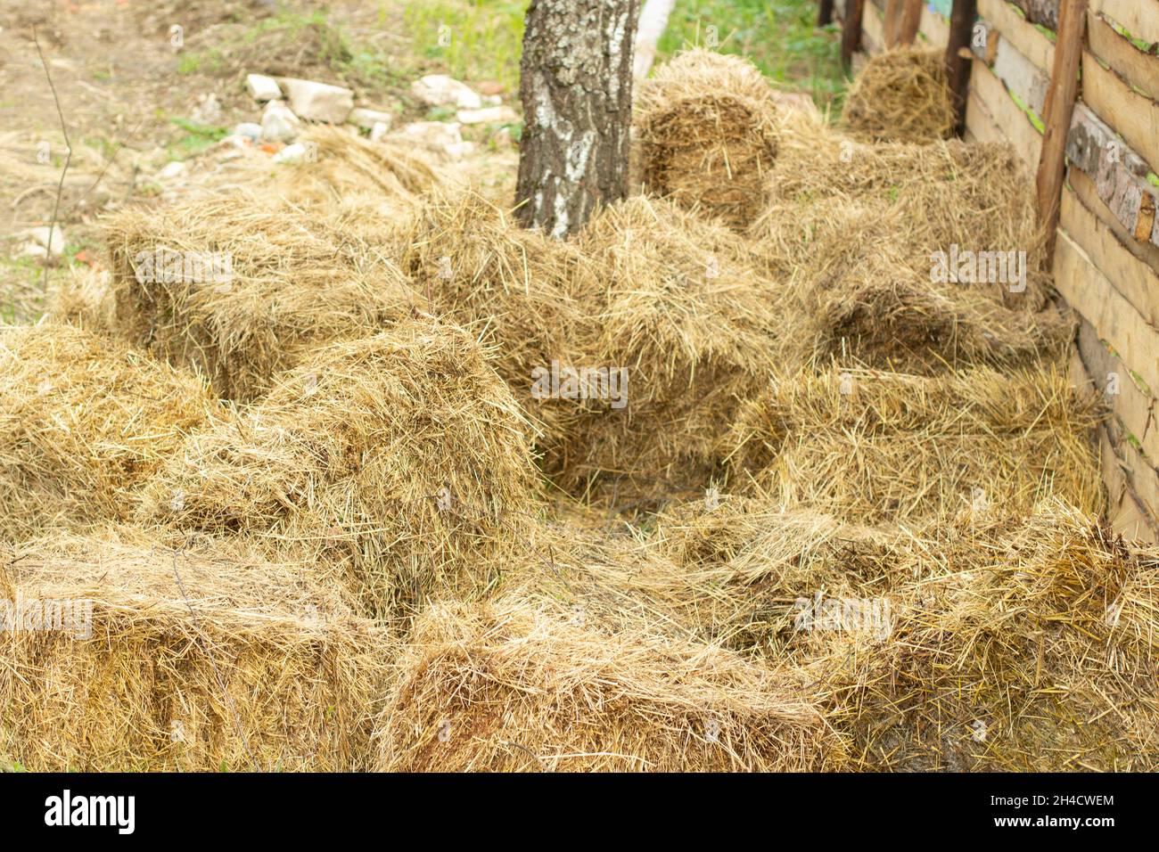 Hay on the farm. Sheaves of hay collected in a grid. Farm details Stock ...