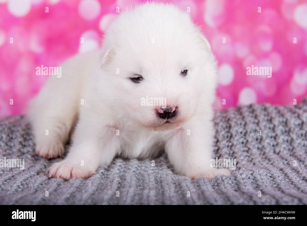 White fluffy small Samoyed puppy on gray knitted wrap Stock Photo - Alamy